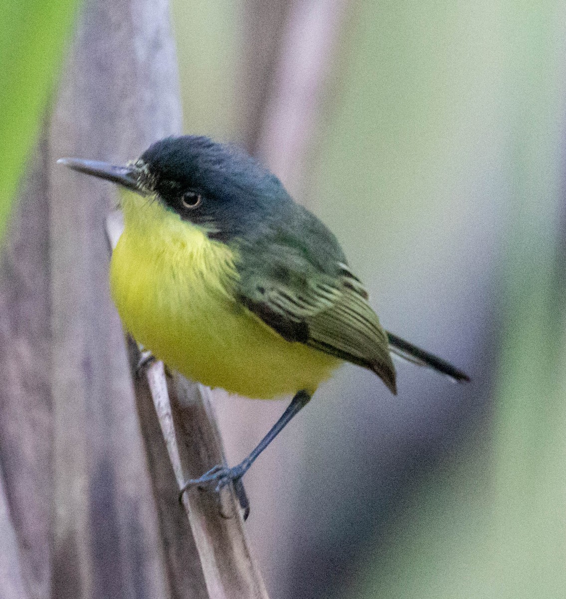 eBird Checklist - 23 Jan 2025 - Crooked Tree Wildlife Sanctuary--Bird's ...