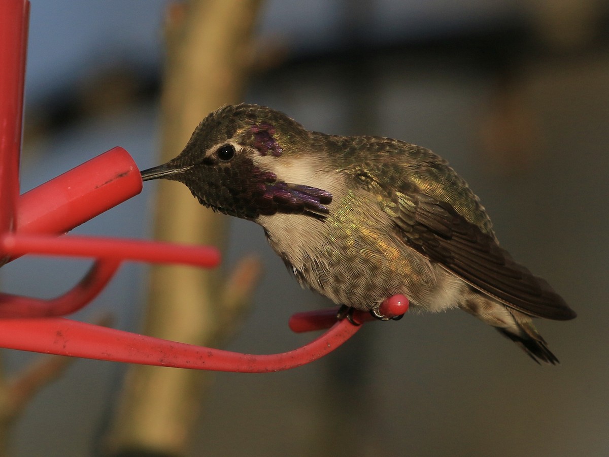ML630527051 - Costa's Hummingbird - Macaulay Library