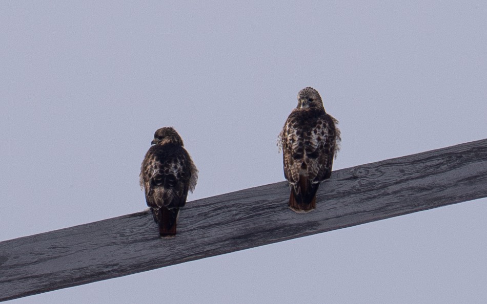 eBird Checklist - 10 Feb 2025 - Neal Ave S--south of 70th St. - 5 species