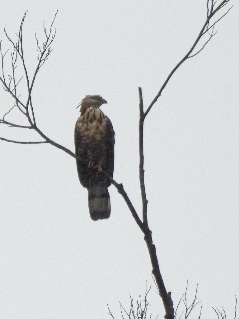 ML630532079 - Pinsker's Hawk-Eagle - Macaulay Library