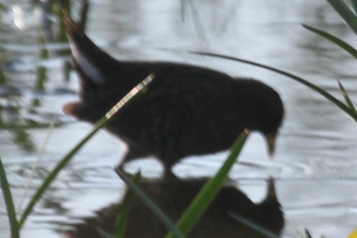eBird Checklist - 10 Feb 2025 - Northern Memorial Park - 36 species