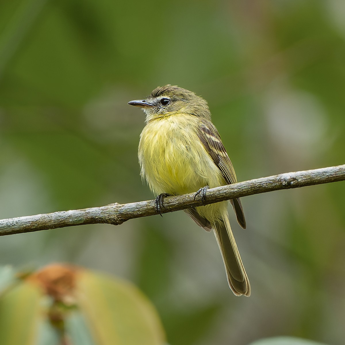 eBird Checklist - 9 Feb 2025 - El Tapon, Antioquia, CO (6.725, -75.116 ...