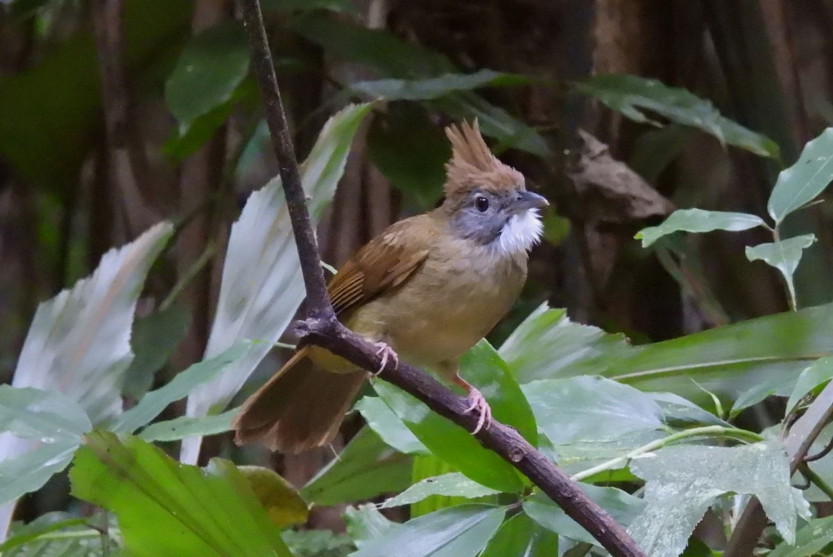 eBird Checklist - 11 Feb 2025 - Doi Inthanon NP--Rang Bon Doi forest ...