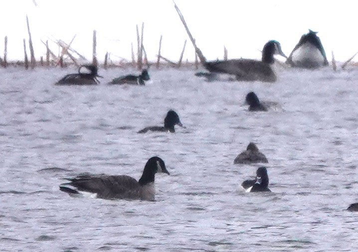 eBird Checklist - 11 Feb 2025 - Presque Isle SP (IBA) - 27 species (+1 other taxa)