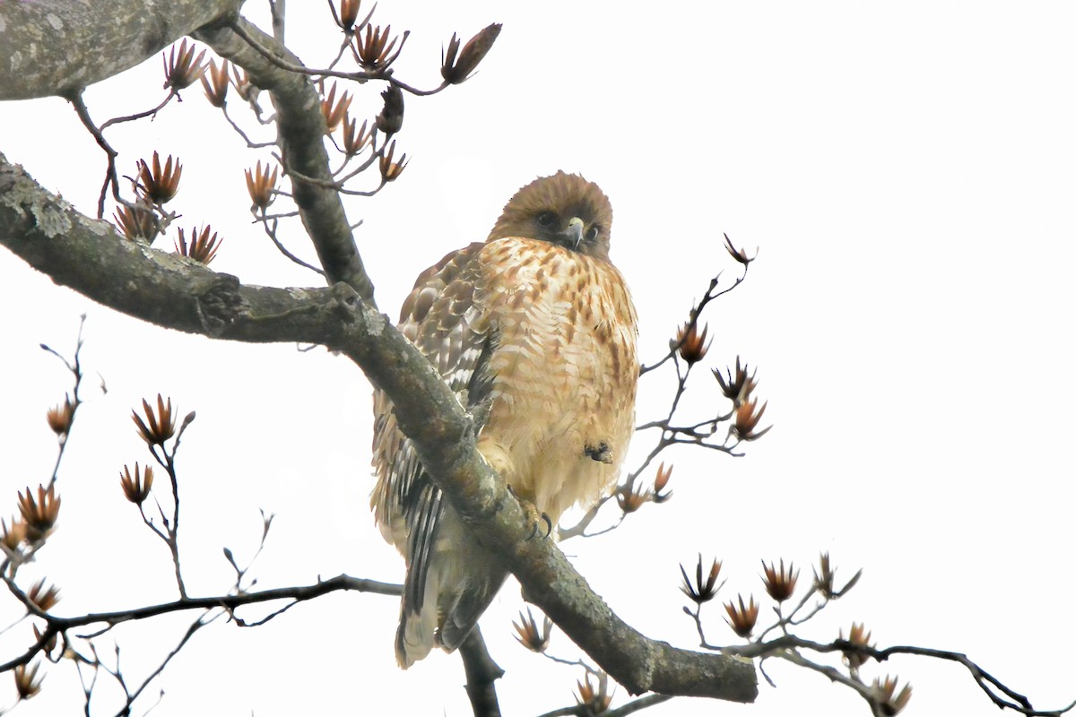 eBird Checklist - 11 Feb 2025 - Providence RECenter - 29 species