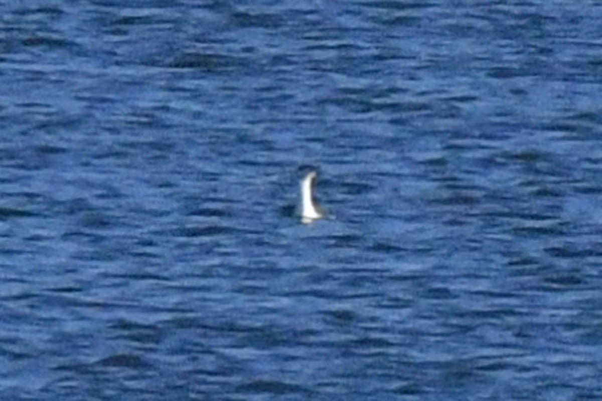 eBird Checklist - 7 Feb 2025 - C&O Canal--Riley's Lock - 16 species