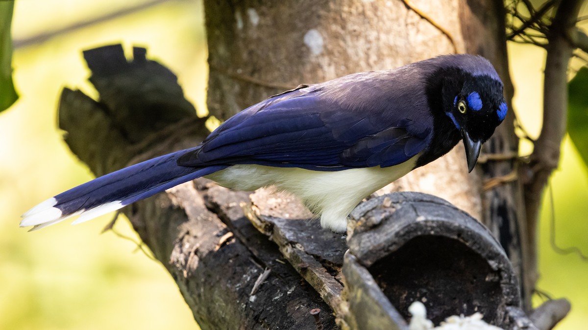 eBird Checklist - 6 Feb 2025 - Minca—Colores de La Sierra - 19 species