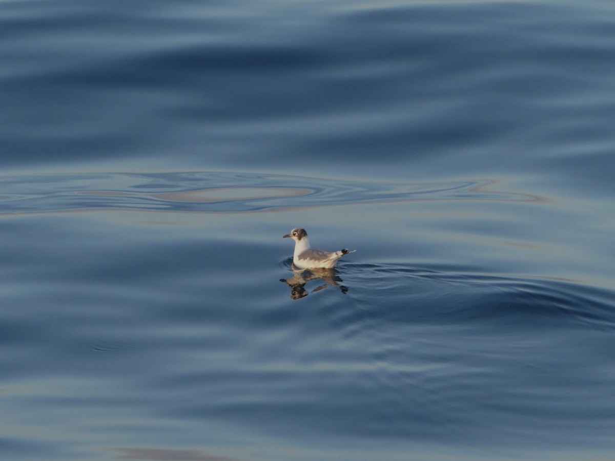 eBird Checklist - 25 Jan 2025 - Auto selected -33.03405, -71.62389 - 13 ...