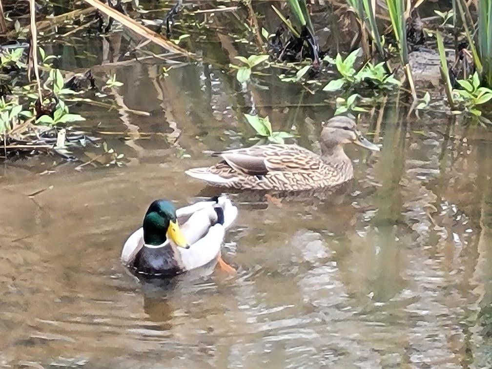 eBird Checklist - 11 Feb 2025 - Phinizy Swamp Nature Park - 50 species