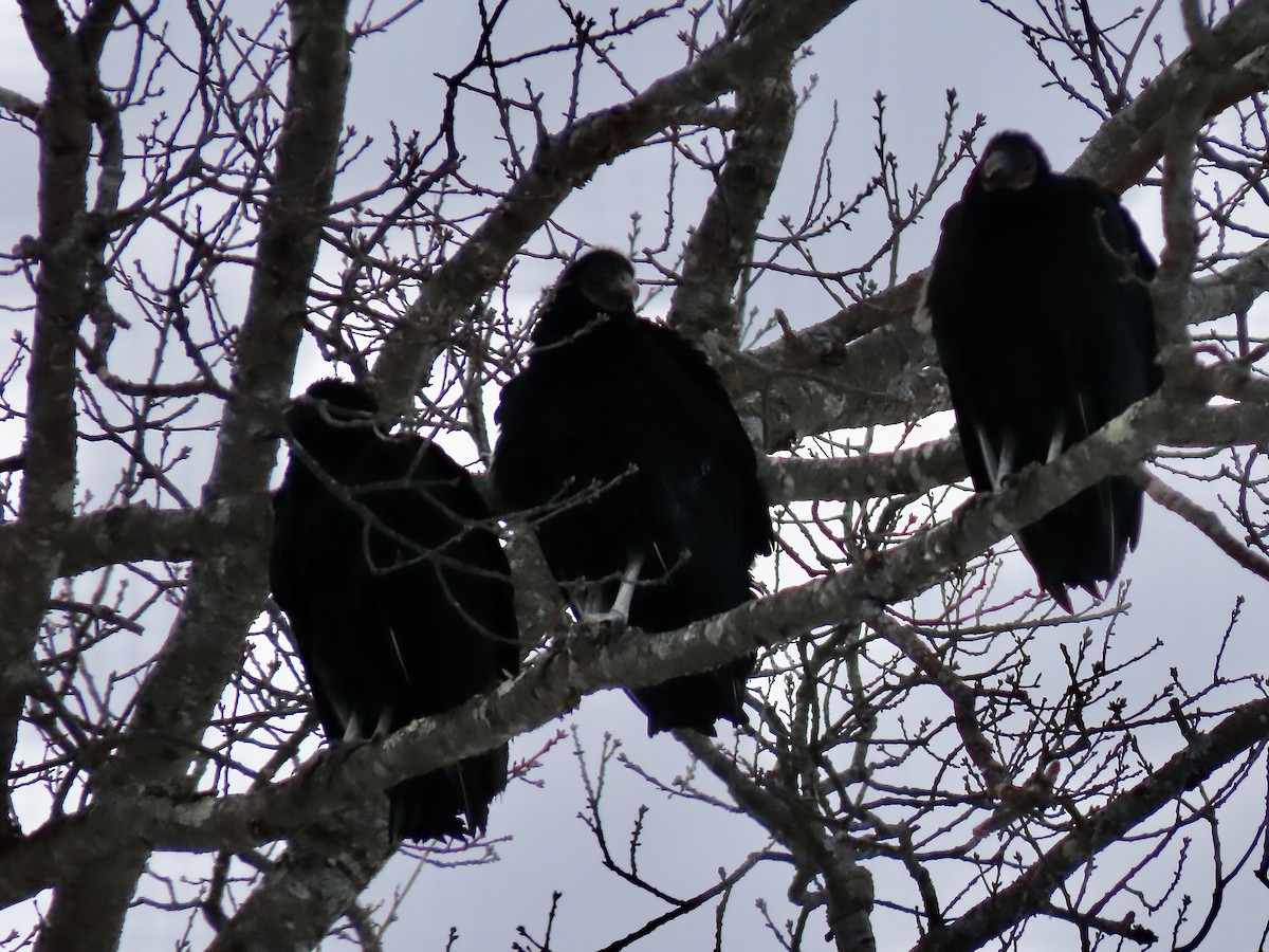 eBird Checklist - 11 Feb 2025 - Vulture Roost Exeter River MHP Exeter ...