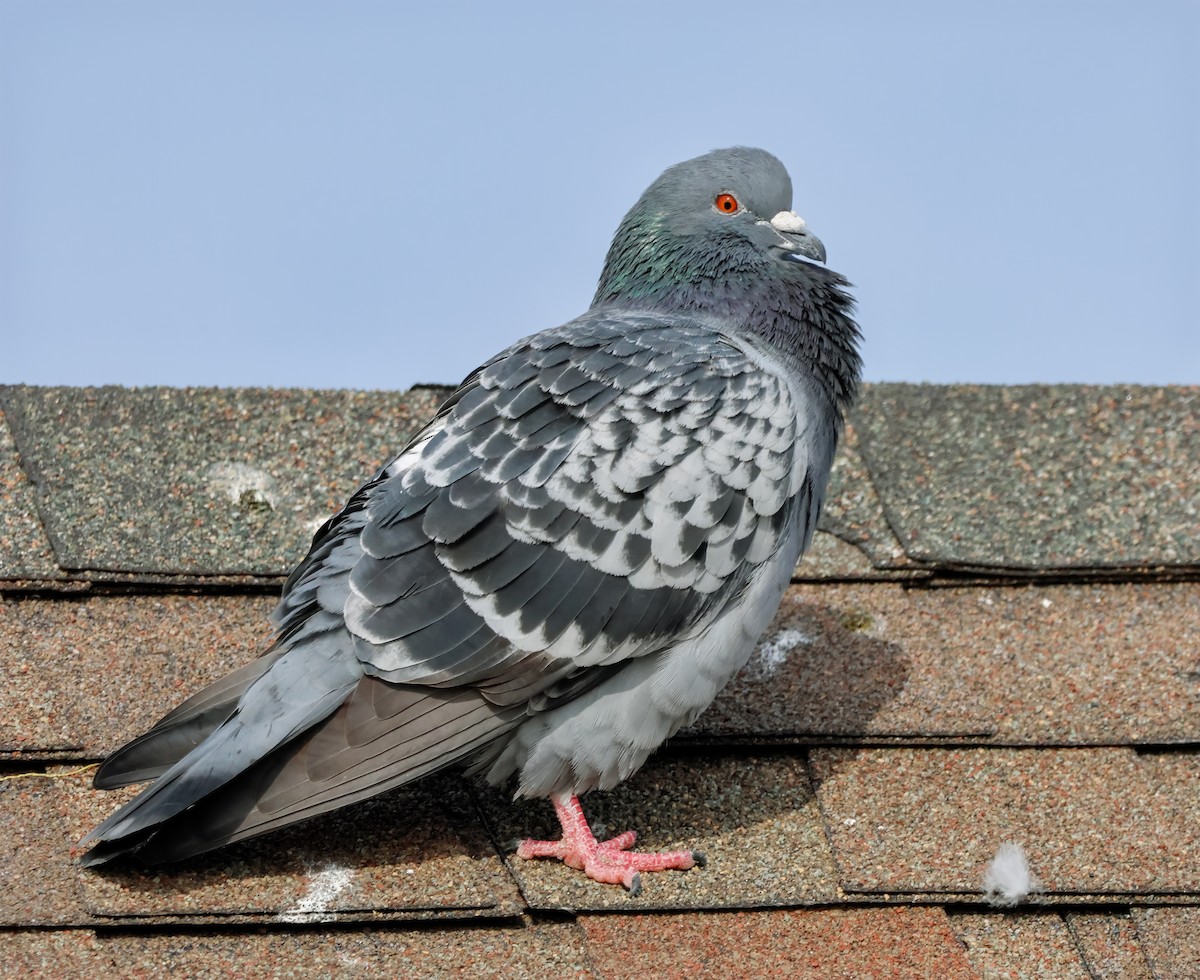 eBird Checklist - 11 Feb 2025 - MacMillan Wharf - 15 species