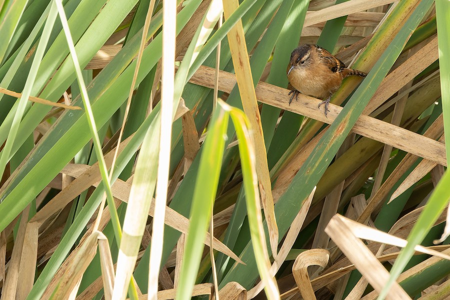Marsh Wren (tolucensis) - eBird