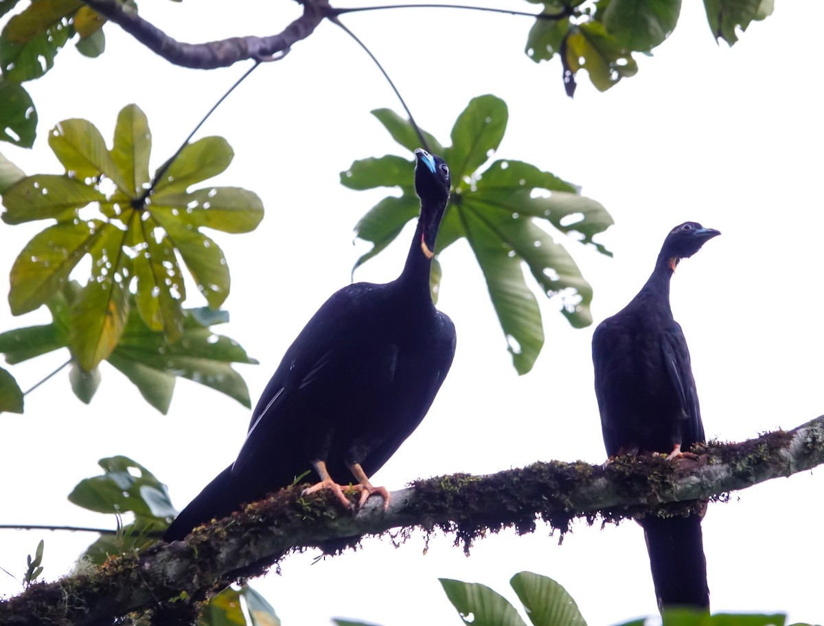 Wattled Guan - Aburria aburri - Media Search - Macaulay Library and eBird
