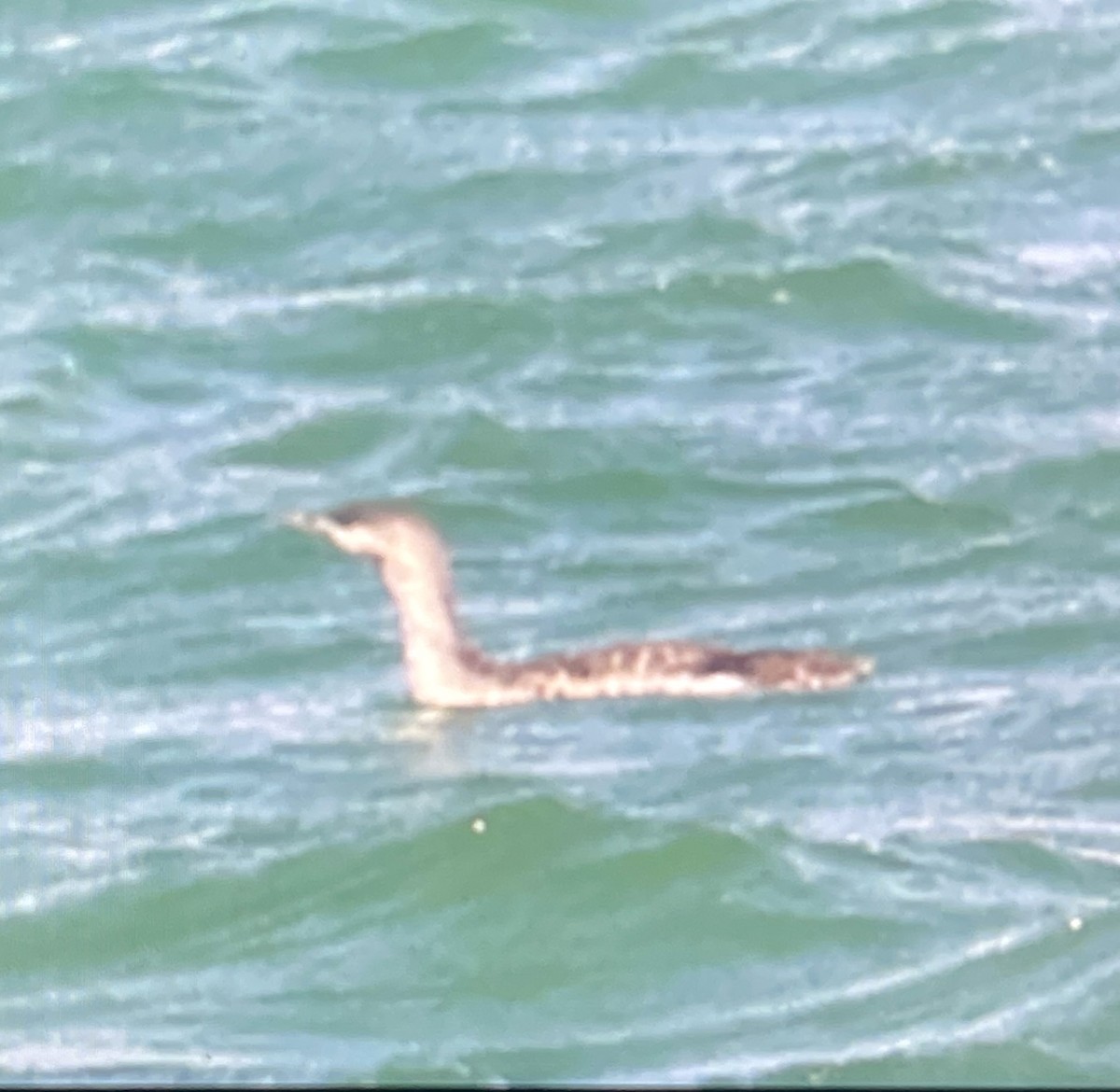 eBird Checklist - 11 Feb 2025 - Senator Wash Reservoir - 9 species