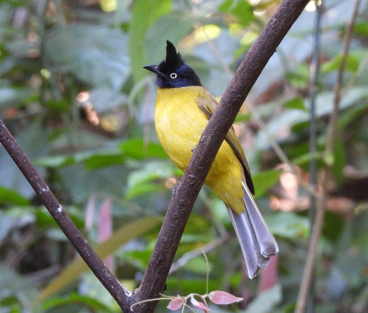 eBird Checklist - 12 Feb 2025 - Doi Inthanon NP--Rang Bon Doi forest ...