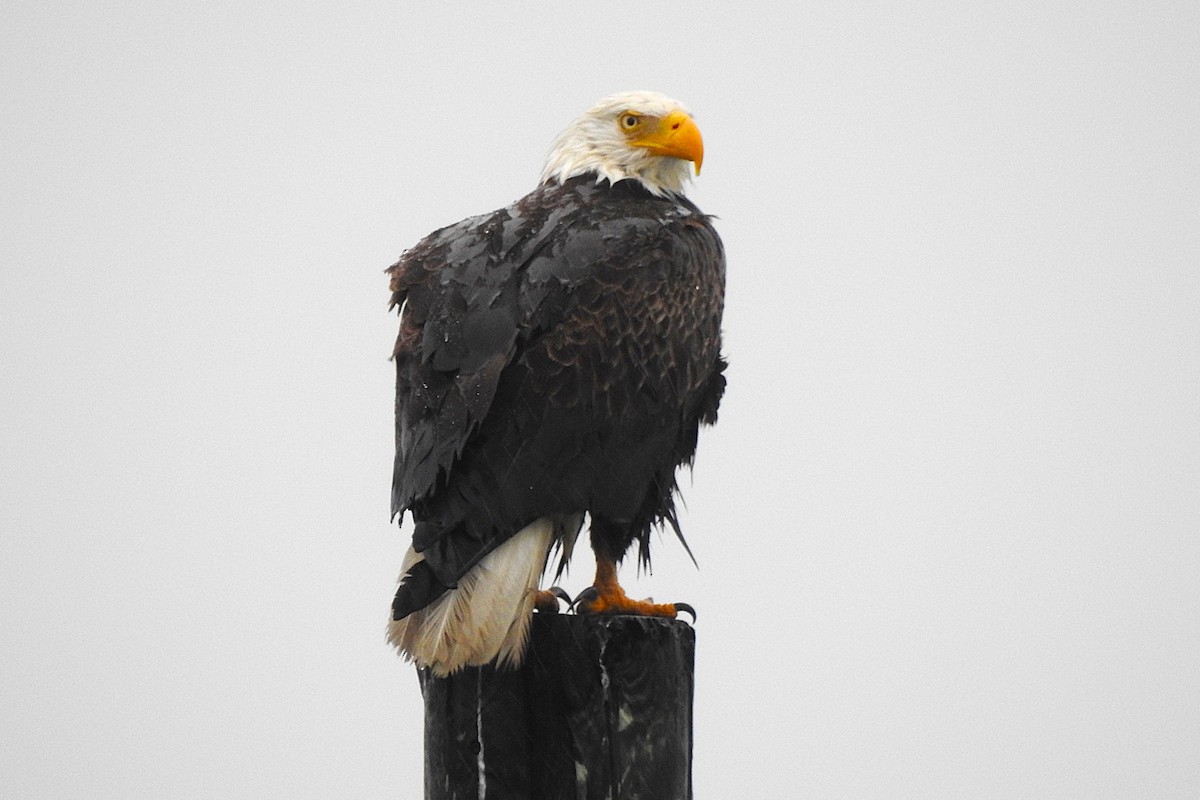 eBird Checklist - 12 Feb 2025 - Messick Point - 23 species (+1 other taxa)