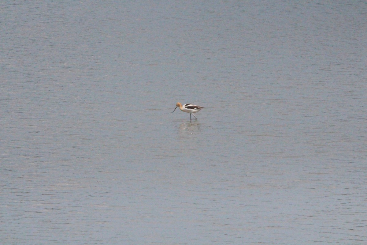 eBird Checklist - 8 Jul 2024 - Huron Harbor--West Pier - 23 species
