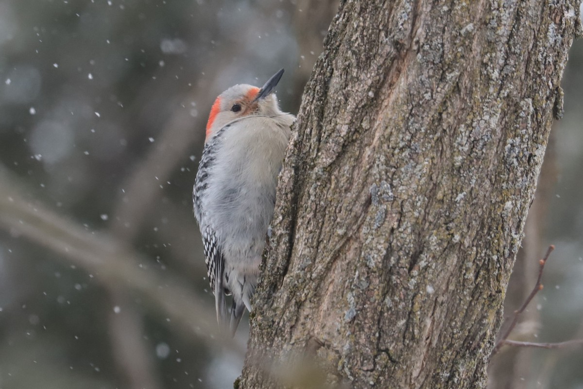 Pennsylvania Bird Atlas Checklist - 12 Feb 2025 - 399 Upper Georges Valley Rd, Spring Mills US ...