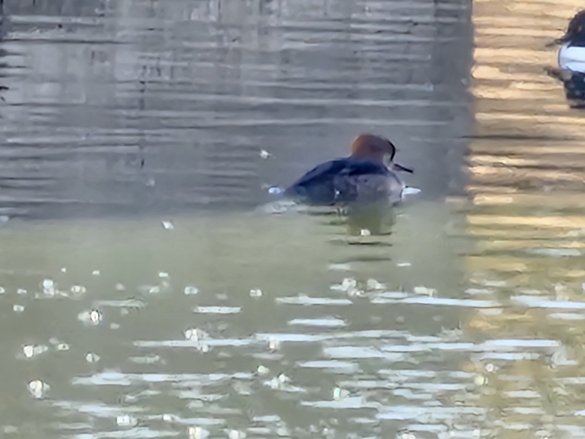 eBird Checklist - 17 Jan 2025 - my neighborhood - 23 species