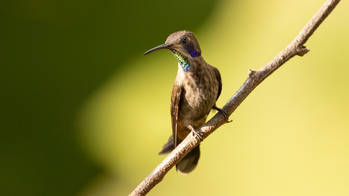 eBird Checklist - 3 Feb 2025 - Mountain House-Bird Lodge - 29 species