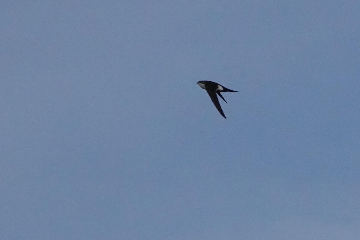 eBird Checklist - 12 Feb 2025 - Calero Reservoir - 43 species