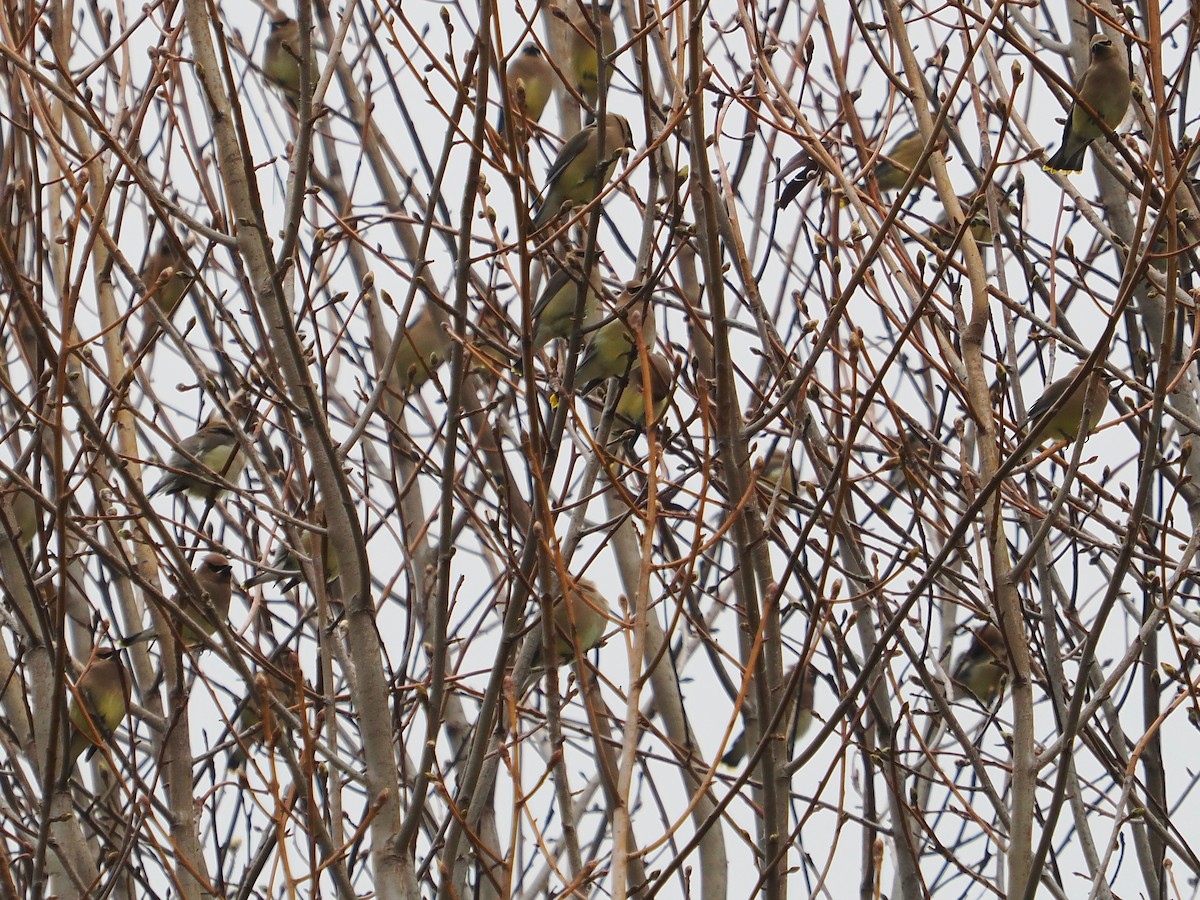 eBird Checklist - 12 Feb 2025 - Granada and Lindaraxa - 1 species