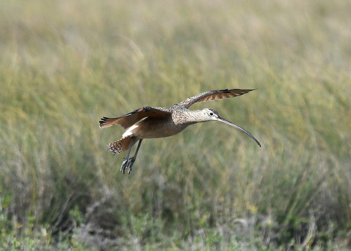 eBird Checklist - 12 Feb 2025 - Old Port Isabel Rd - 45 species