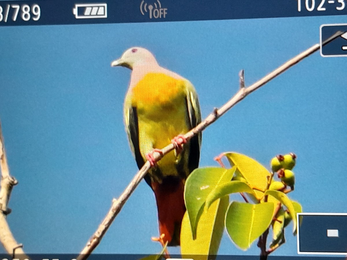 eBird Checklist - 13 Feb 2025 - Taman Tasik Permaisuri - 30 species