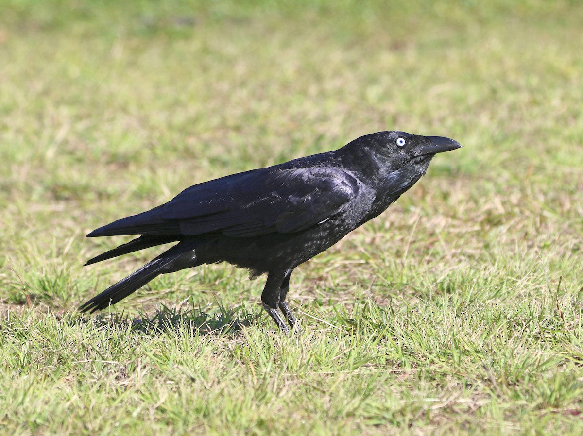 ML63062211 - Torresian Crow - Macaulay Library
