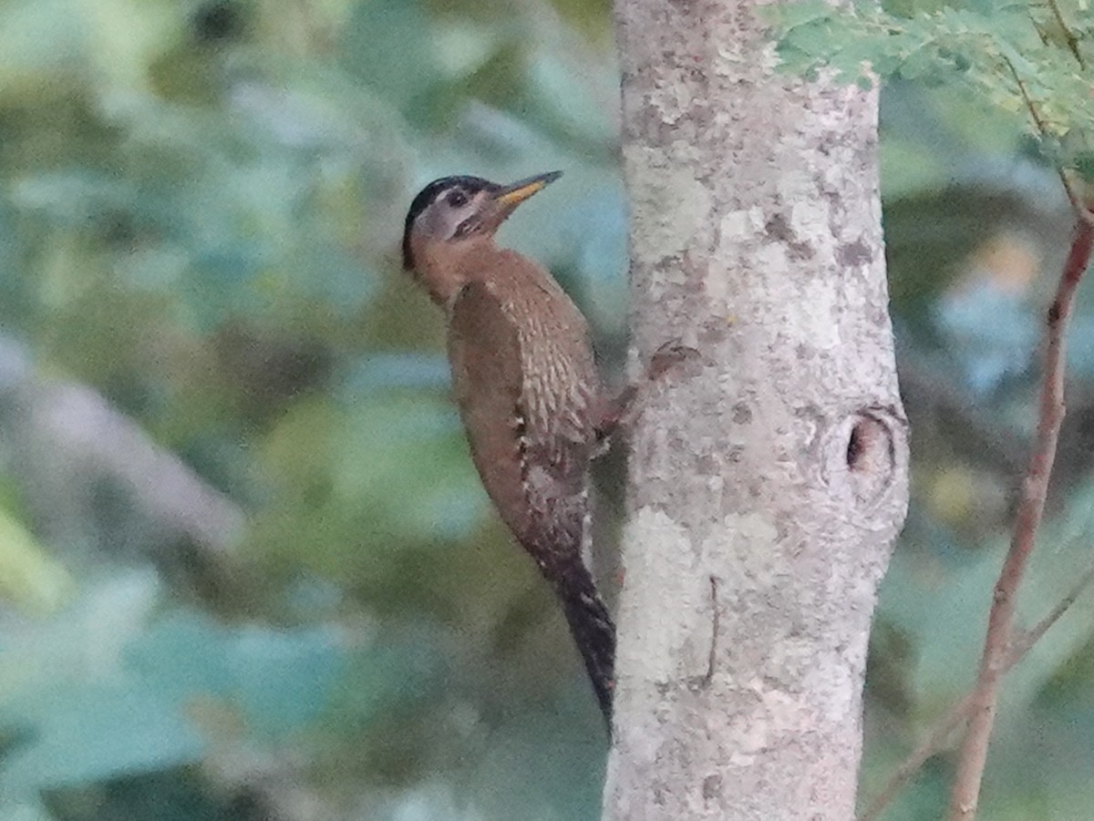 eBird Checklist - 13 Feb 2025 - Phangnga provincial town--Wang Mor Kaeng Park (Somdet Phra ...