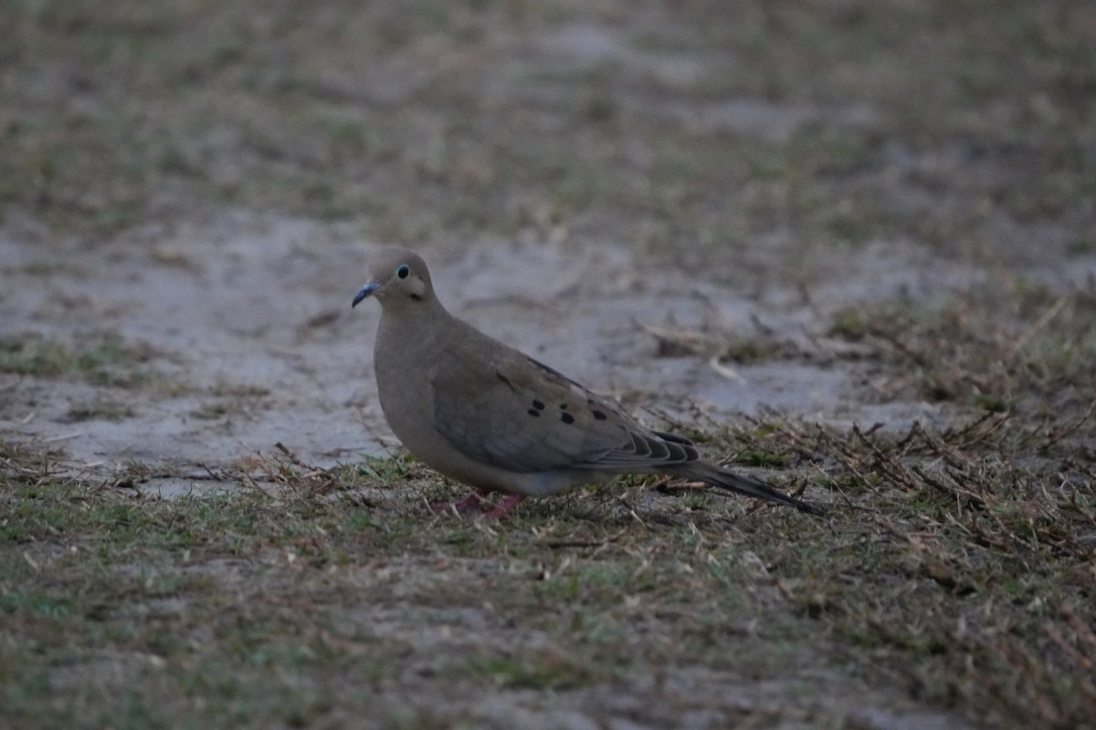 eBird Checklist - 13 Feb 2025 - Lake Woodruff NWR - 39 species