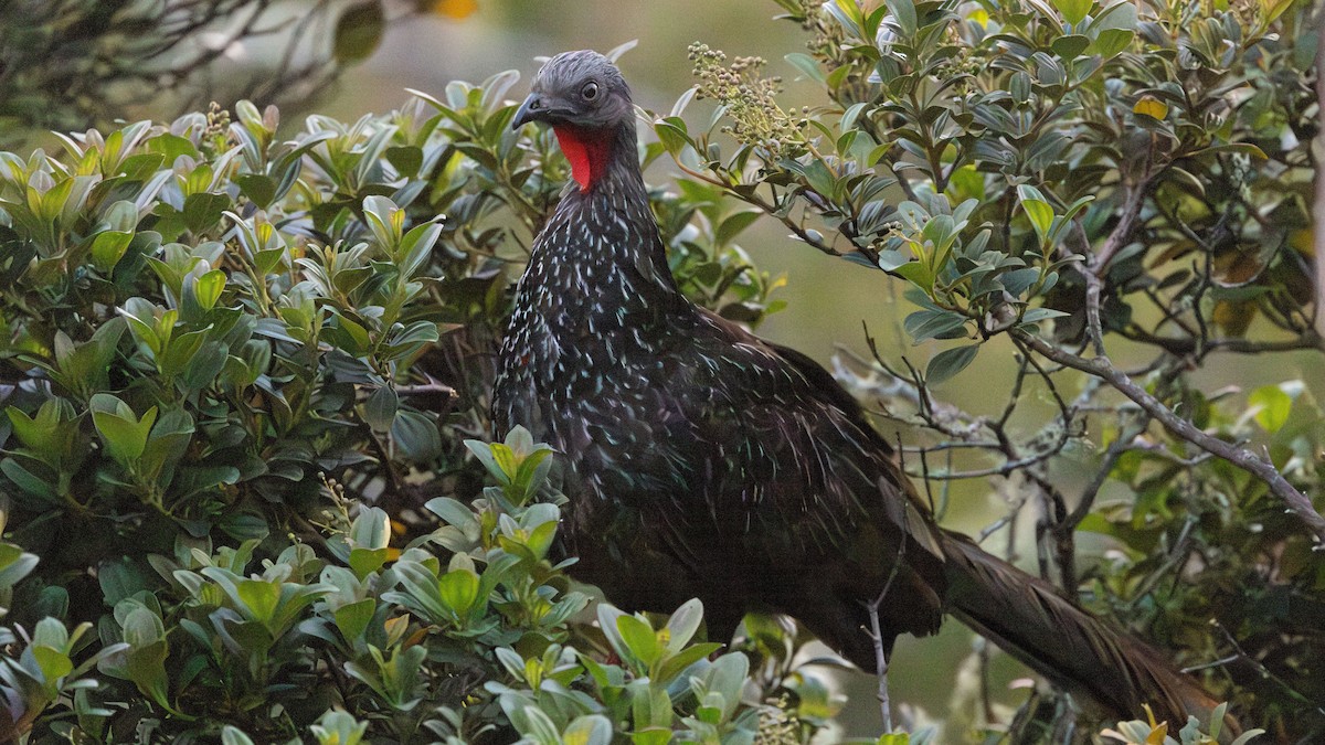 eBird Checklist - 4 Feb 2025 - Cuchilla San Lorenzo - 28 species