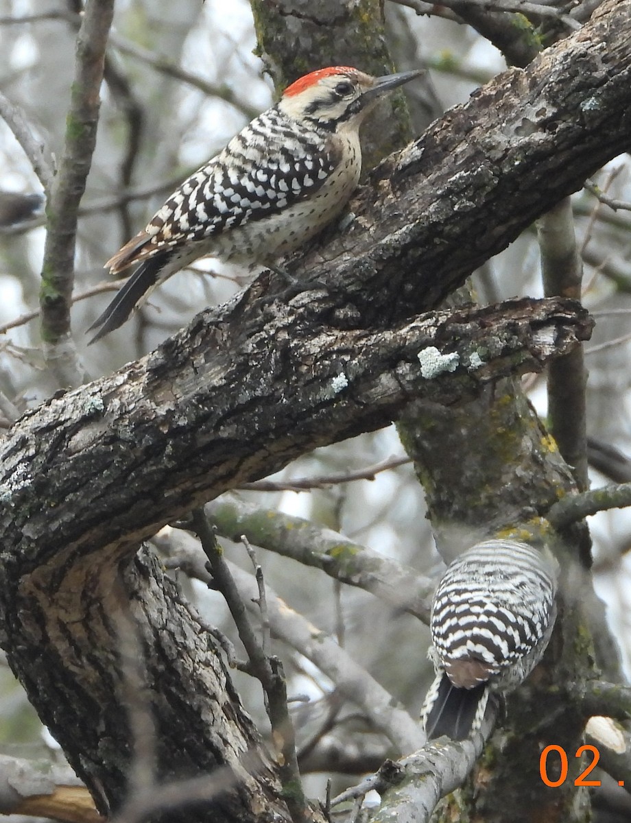 eBird Checklist - 11 Feb 2025 - South Llano River SP--Lora’s Bird Blind ...
