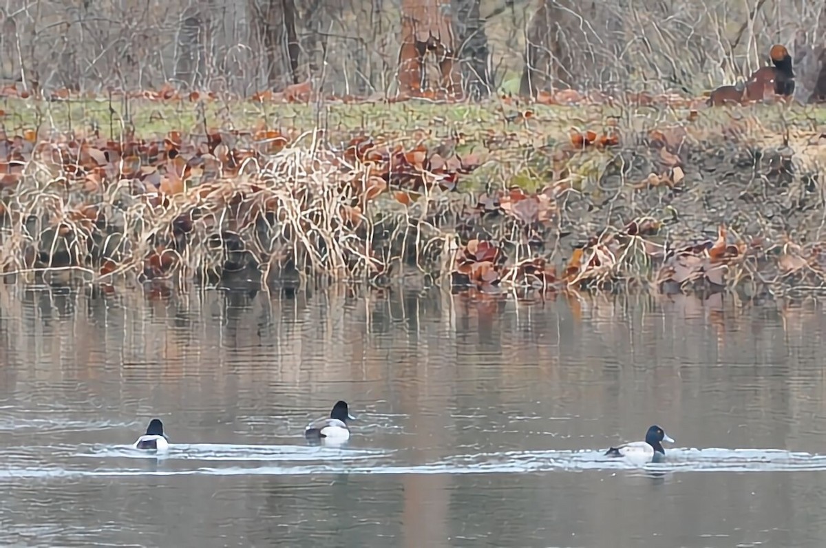 Pennsylvania Bird Atlas Checklist - 13 Feb 2025 - Mayview Rd - 2 species
