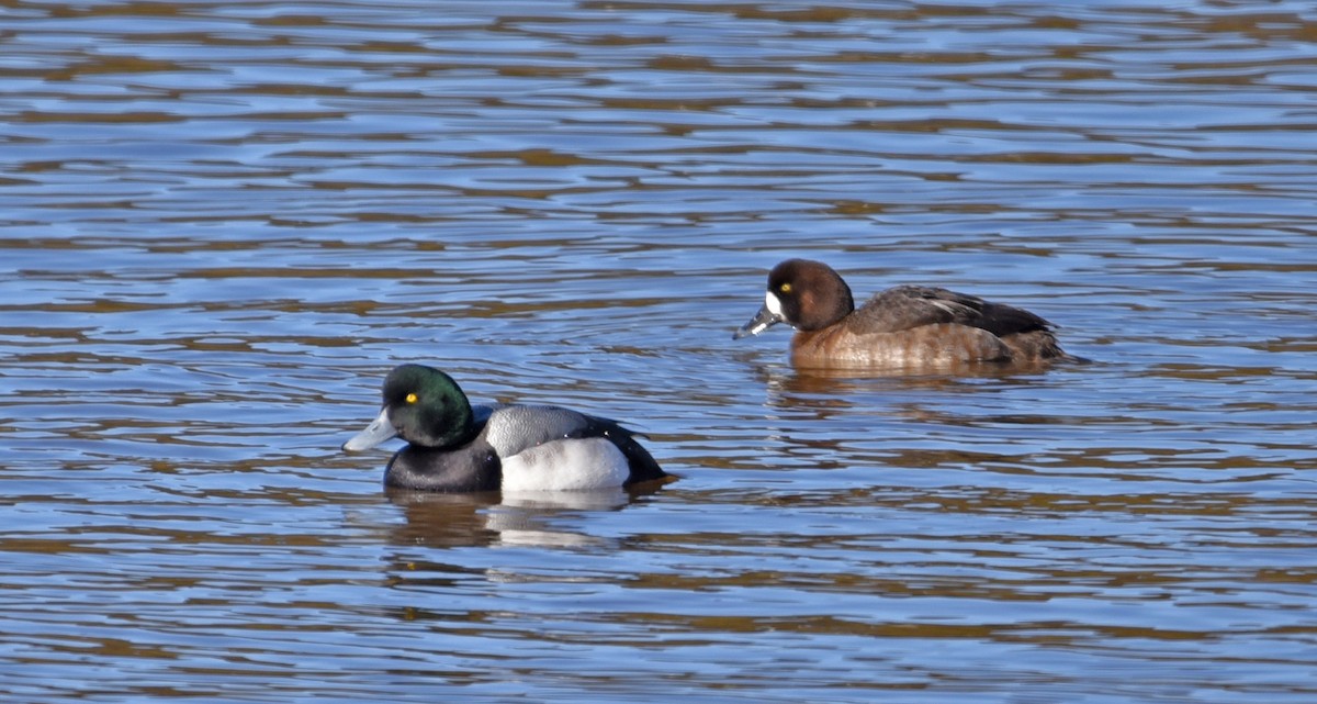 eBird Checklist - 12 Feb 2025 - Saint John--Robertson Square Park - 9 ...