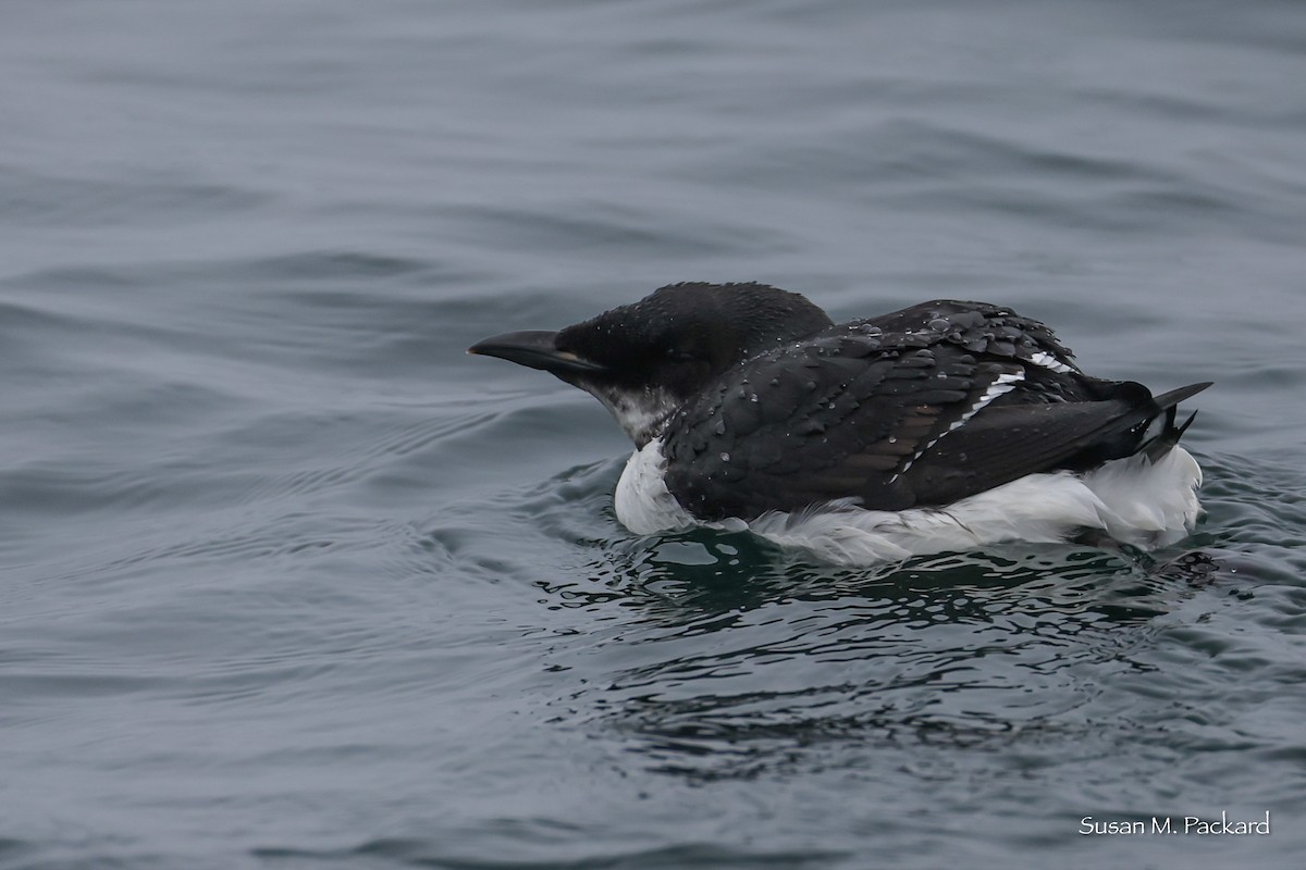 eBird Checklist - 13 Feb 2025 - MacMillan Wharf - 19 species (+1 other ...