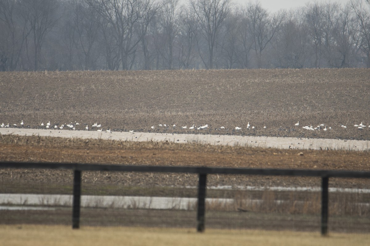 eBird Checklist - 13 Feb 2025 - Curry Pike Marsh Ponds (Restricted ...