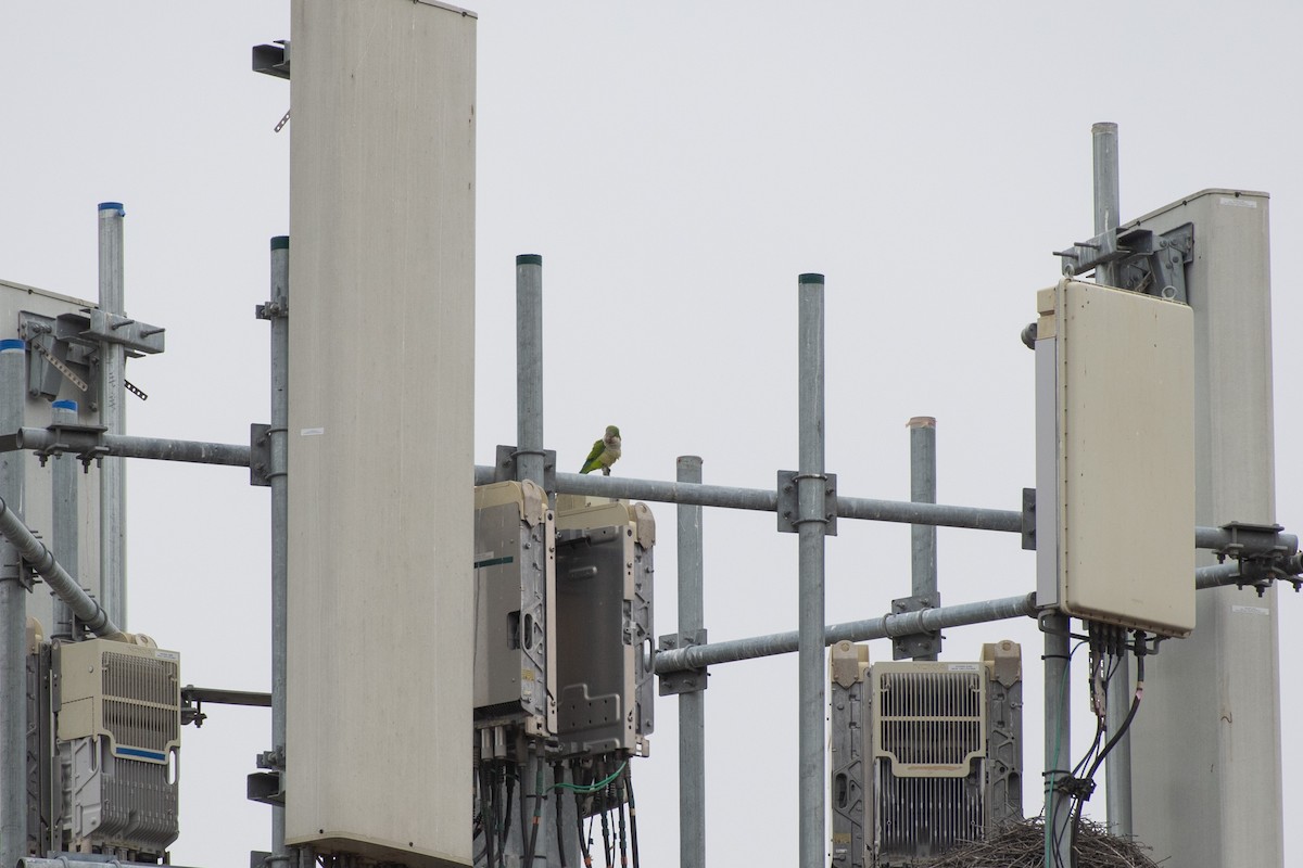 eBird Checklist - 13 Feb 2025 - Old Hidalgo Pumphouse (WBC) (LTC067 ...