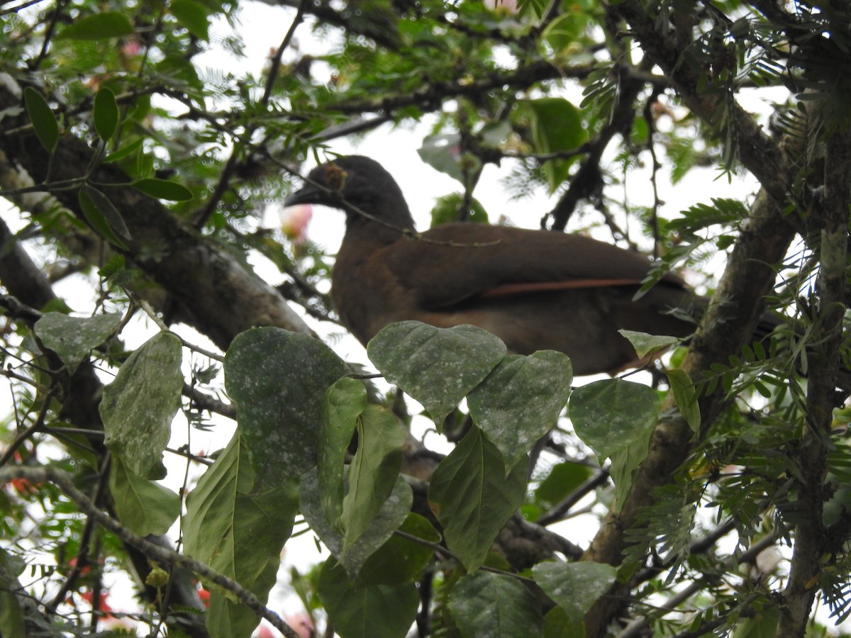 eBird Checklist - 13 Feb 2025 - Gamboa--Sendero La Chunga - 58 species