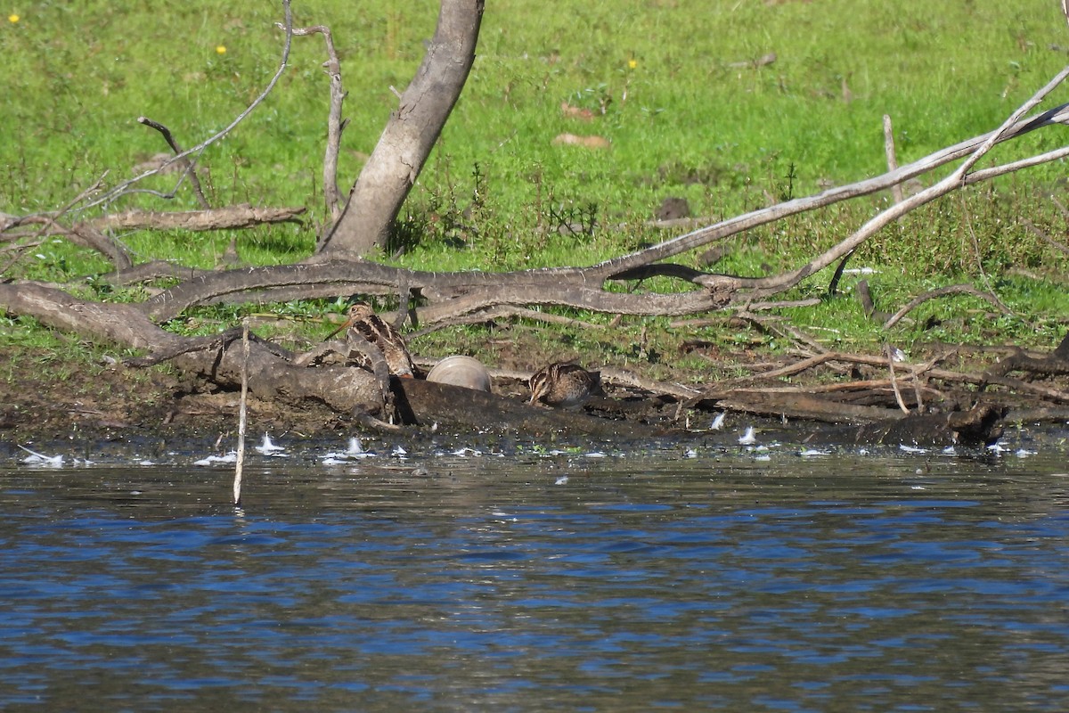 eBird Checklist - 14 Feb 2025 - Lake and Copes Creek, Tingha 2369 - 62 ...