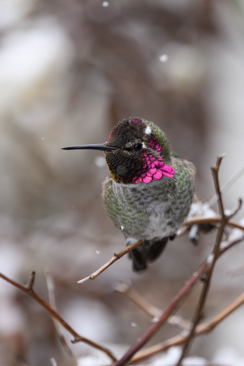 eBird Checklist - 13 Feb 2025 - Cedar Ridge Retention Area, Washington, US (47.143, -122.168 ...