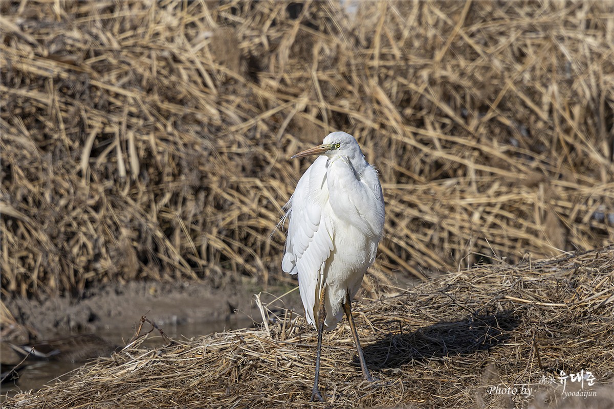 ML630662700 - Great Egret (alba) - Macaulay Library