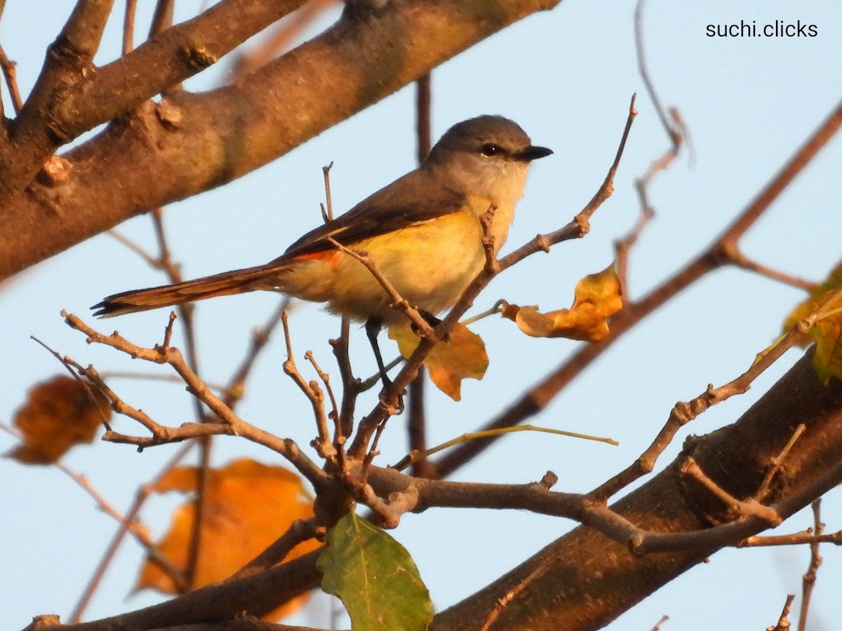 ML630662964 - Small Minivet - Macaulay Library