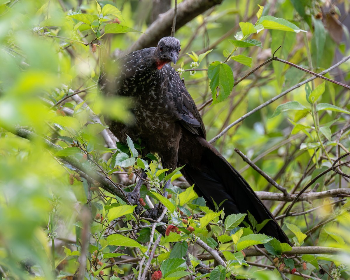 Media Search - Macaulay Library and eBird