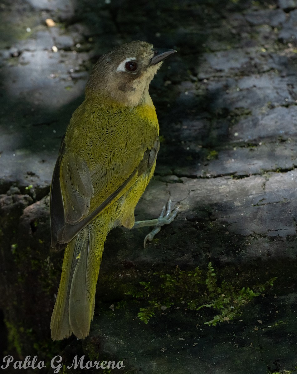 Media Search - Macaulay Library and eBird