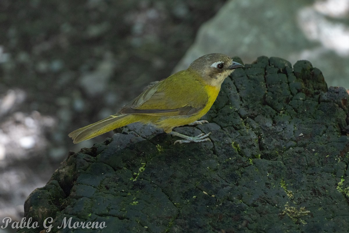 Media Search - Macaulay Library and eBird