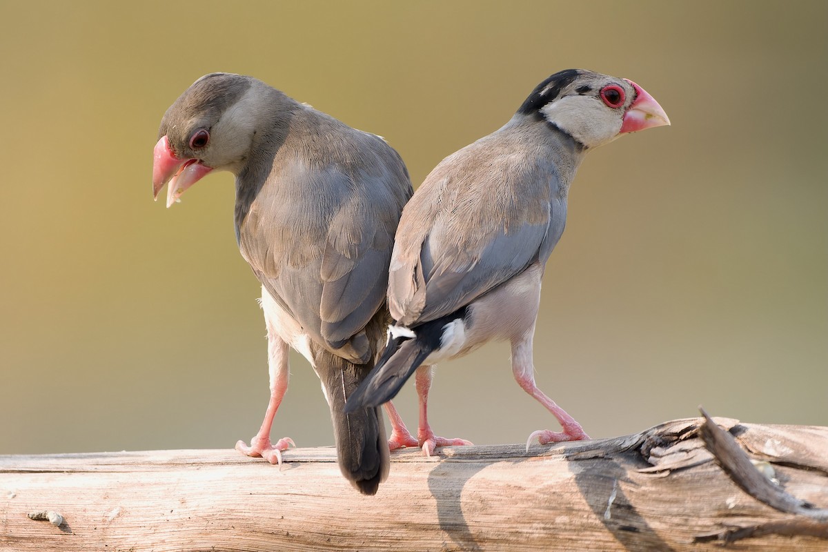 ML630665664 - Java Sparrow - Macaulay Library