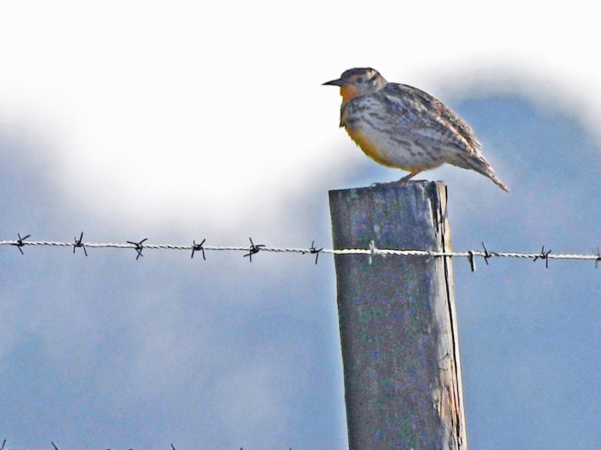 eBird Checklist - 14 Feb 2025 - Brandon Farm & Taff Rd. - 37 species