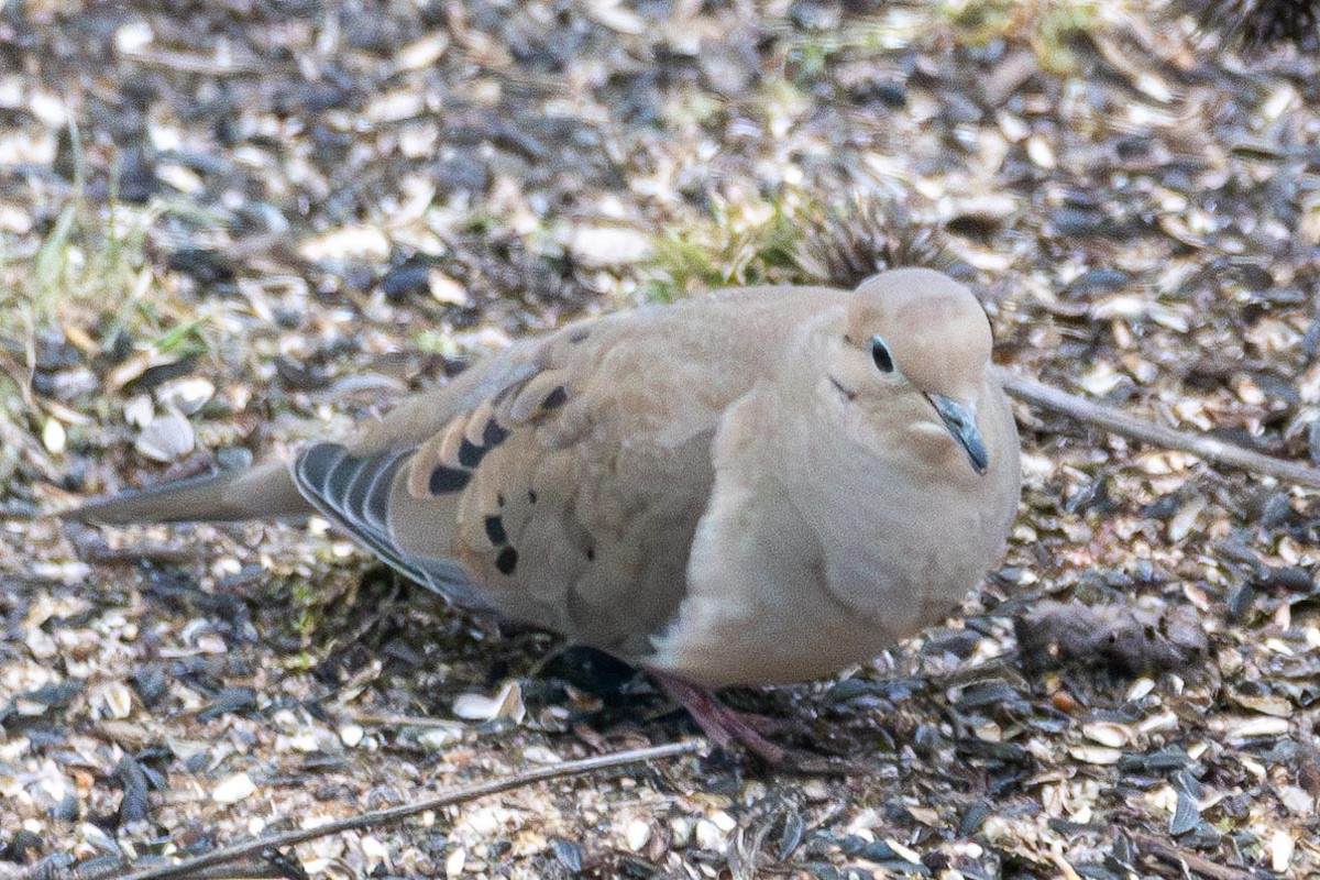 Great Backyard Bird Count Checklist - 14 Feb 2025 - home - 12 species
