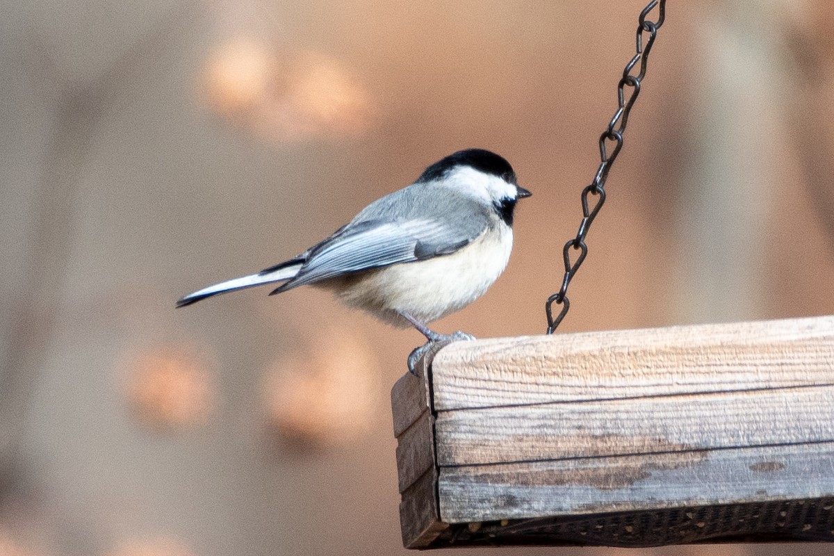 Pennsylvania Bird Atlas Checklist - 14 Feb 2025 - Dreamcatcher Farm - Home - 18 species